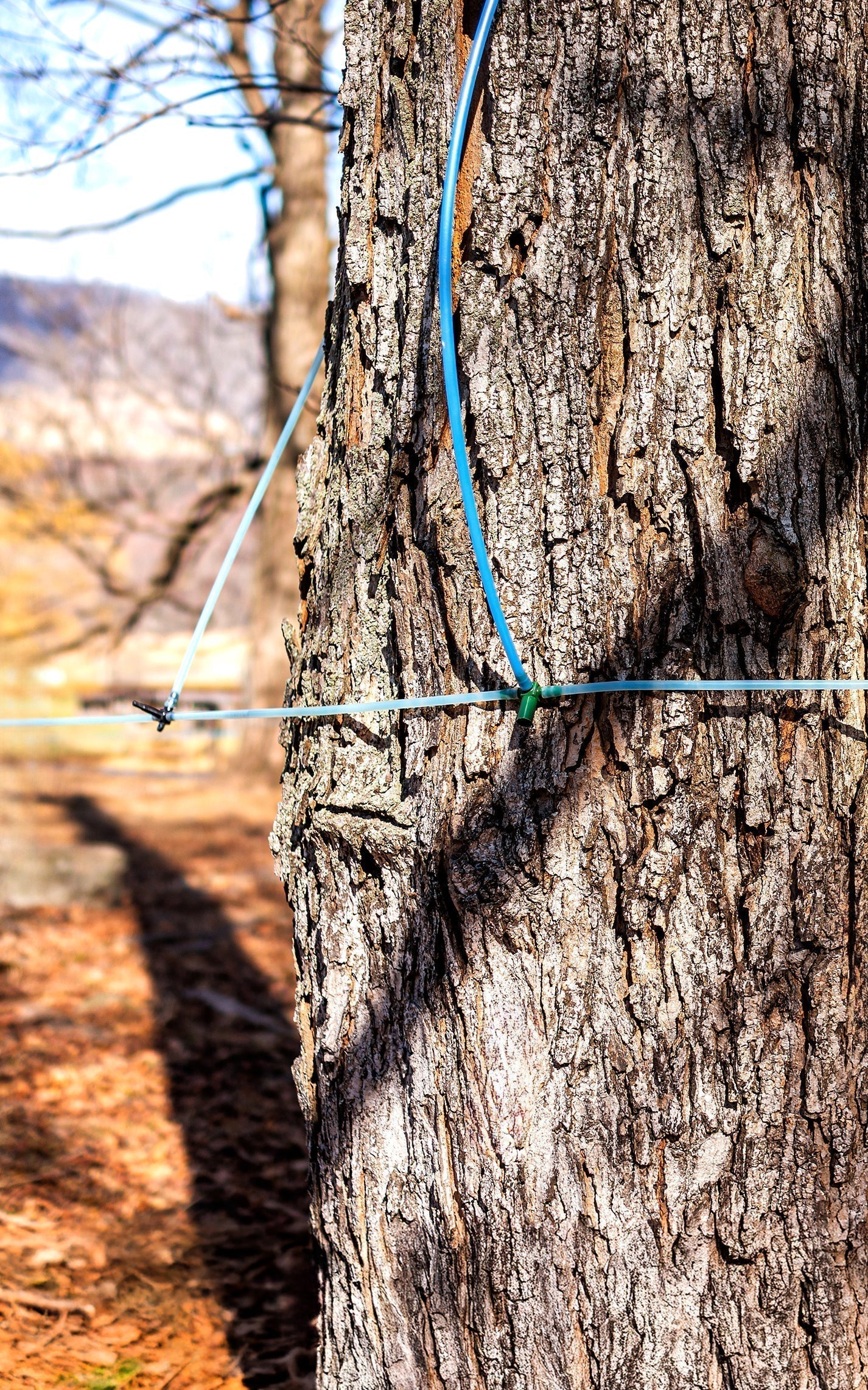Le sirop d'érable est-il menacé par les changements climatiques ? – La ...